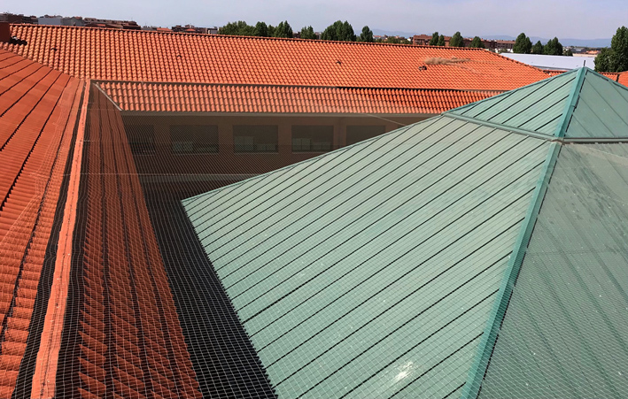 Red de palomas en Colegio de Torrijos - Control Aves Madrid